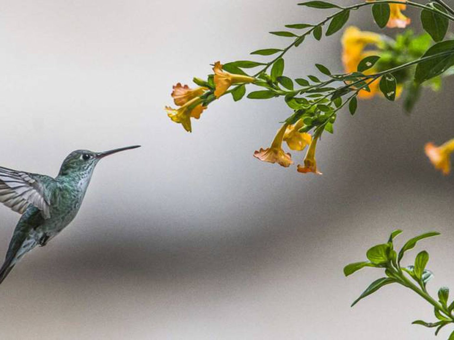 Alimenta colibríes con ayuda de estas 7 flores para tu jardín - 2025