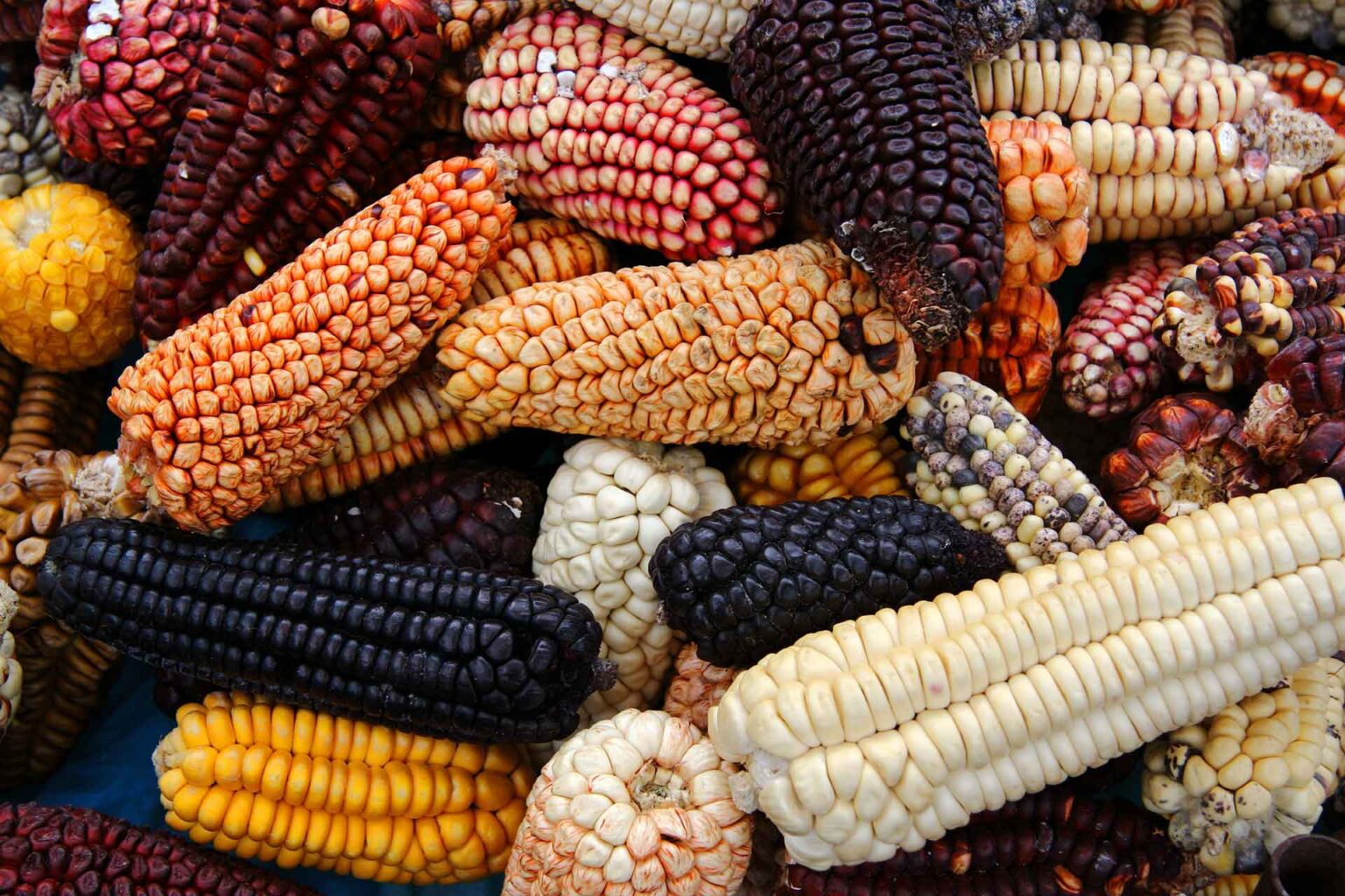 Conoce estos datos interesantes sobre el maíz: el alimento más mexicano ...